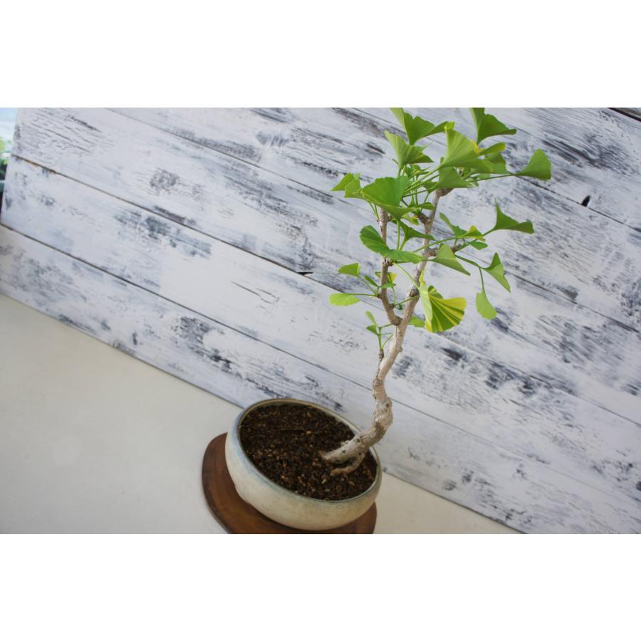 盆栽 『イチョウ』 銀杏 和風 インテリア 春 秋 園芸 ガーデニング オブジェ 観葉植物 b128 : WOOD DROPS - 通販 - Yahoo!ショッピング