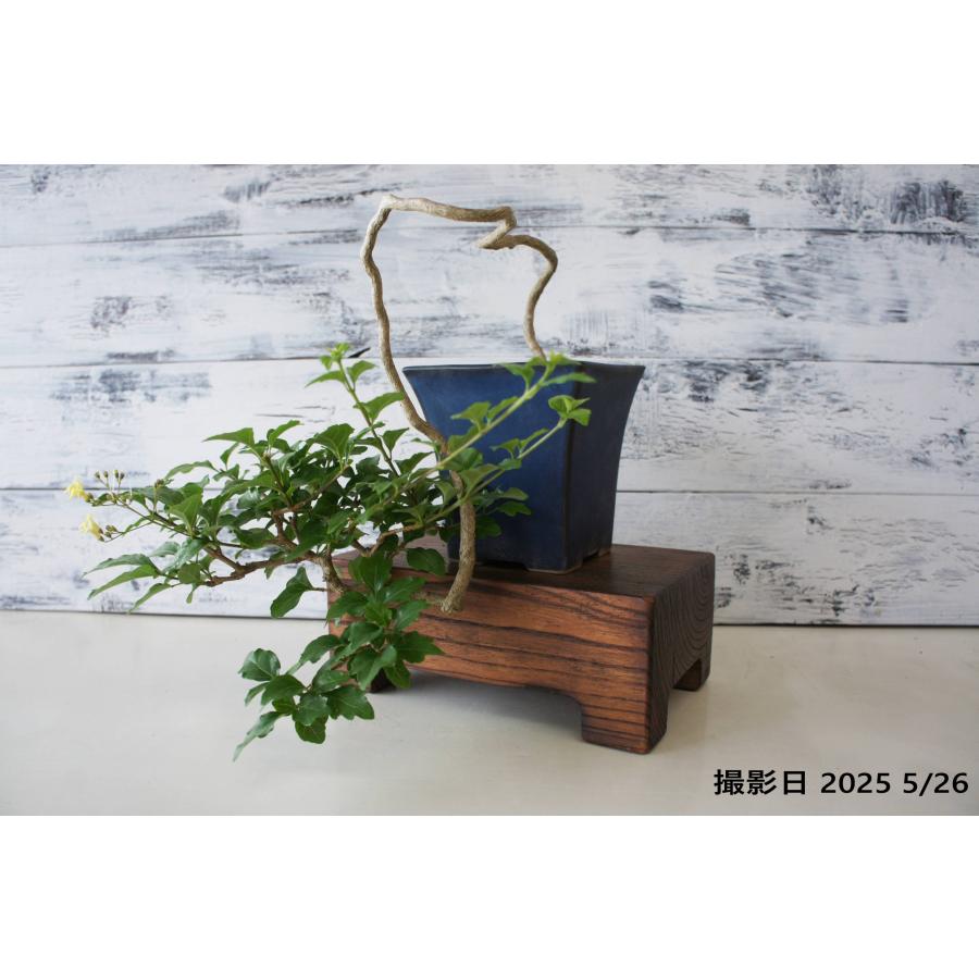 盆栽 『ハマクサギ』 和風 インテリア 苔 園芸 ガーデニング オブジェ 観葉植物 b145 : WOOD DROPS - 通販 - Yahoo!ショッピング