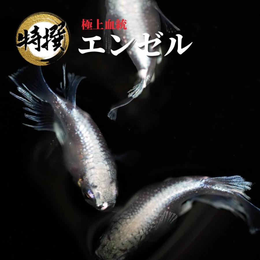 【成魚10匹】メダカ エンゼル【めだか】ゾウリムシ ミジンコ PSB と同梱可能 生クロレラ同梱不可 : 高級メダカworld green aquarium - 通販 - Yahoo!ショッピング