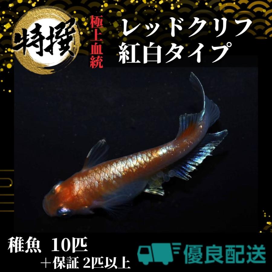 【稚魚10匹】メダカ レッドクリフ紅白【めだか】目高 生体 れっどくりふ ゾウリムシ ミジンコ PSB と同梱可 : 高級メダカworld green aquarium - 通販 ...