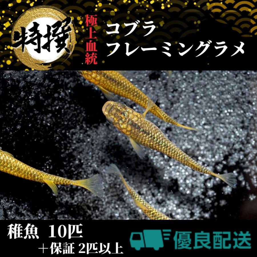 【稚魚10匹】メダカ コブラフレーミングラメ【めだか】ゾウリムシ ミジンコ PSB と同梱可能 生クロレラ同梱不可 : 高級メダカworld green aquarium - 通販 ...