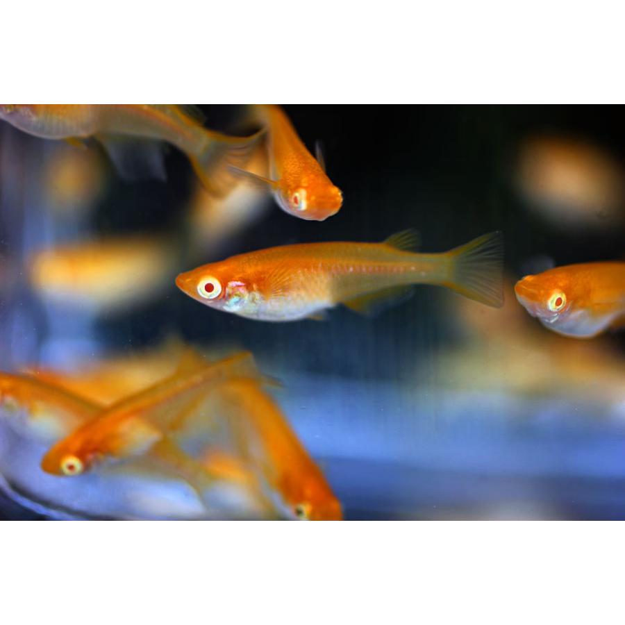 【稚魚5匹】メダカ 紅帝アルビノ【めだか】ゾウリムシ ミジンコ PSB と同梱包可能 生クロレラ同梱不可 : 高級メダカworld green aquarium - 通販 - Yahoo!ショッピング
