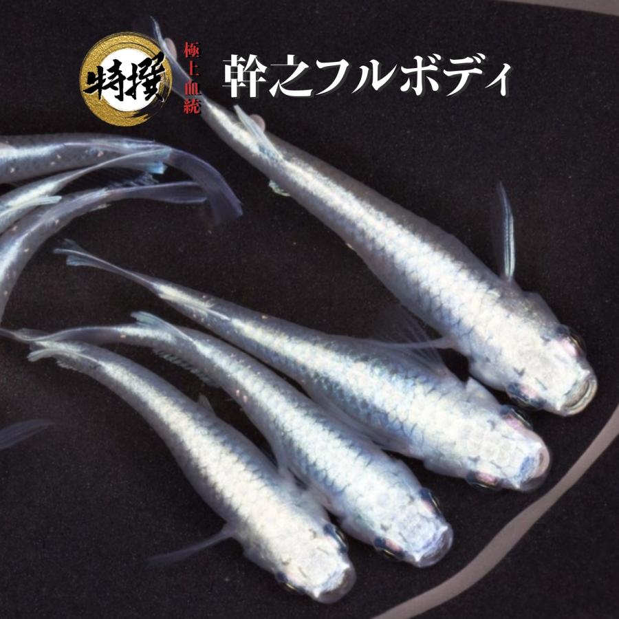 【20匹＋α】メダカ 幹之フルボディ【送料無料】S~SSサイズ 稚魚 幹之フルボディメダカ めだか 目高 生体 ちぎょ 観賞魚 ゾウリムシ ミジンコ PSB と同梱包可能 : 高級メダカ ...