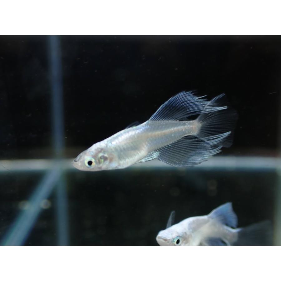 【稚魚10匹】メダカ プラチナブルージェイリアルロングフィン【めだか】ゾウリムシ ミジンコ PSB と同梱可能 : 高級メダカworld green aquarium - 通販 - Yahoo ...