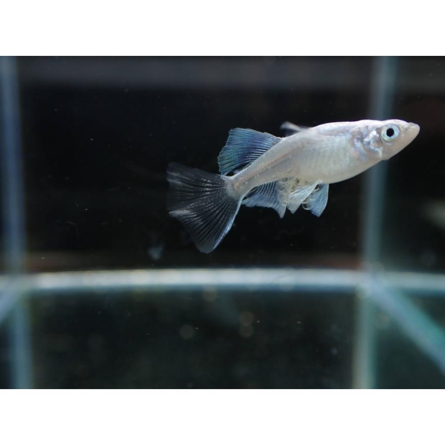 メダカ【プラチナブルージェイリアルロングフィン 稚魚10匹】ゾウリムシ ミジンコ PSB と同梱可能 :pbrfchigyo10:高級メダカworld green aquarium - 通販 ...