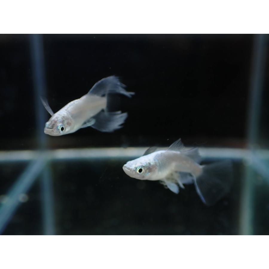 メダカ【プラチナブルージェイリアルロングフィン 稚魚10匹】ゾウリムシ ミジンコ PSB と同梱可能 :pbrfchigyo10:高級メダカworld green aquarium - 通販 ...