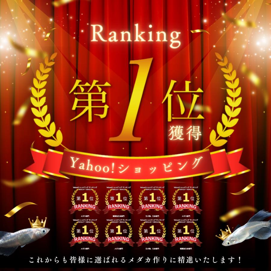【有精卵20個】メダカの卵 楊貴妃【めだか】生体 目高 ようきひ 赤 ゾウリムシ ミジンコ PSB と同梱可能 生クロレラ同梱不可 : 高級メダカworld green aquarium ...