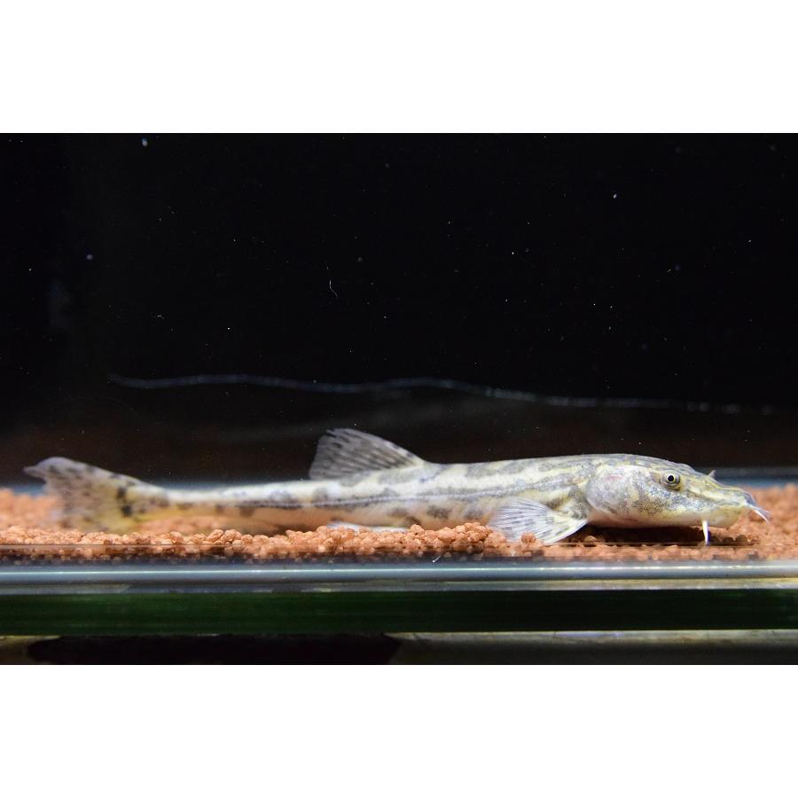 エンペラーローチ ”中国” 13cm± 注文