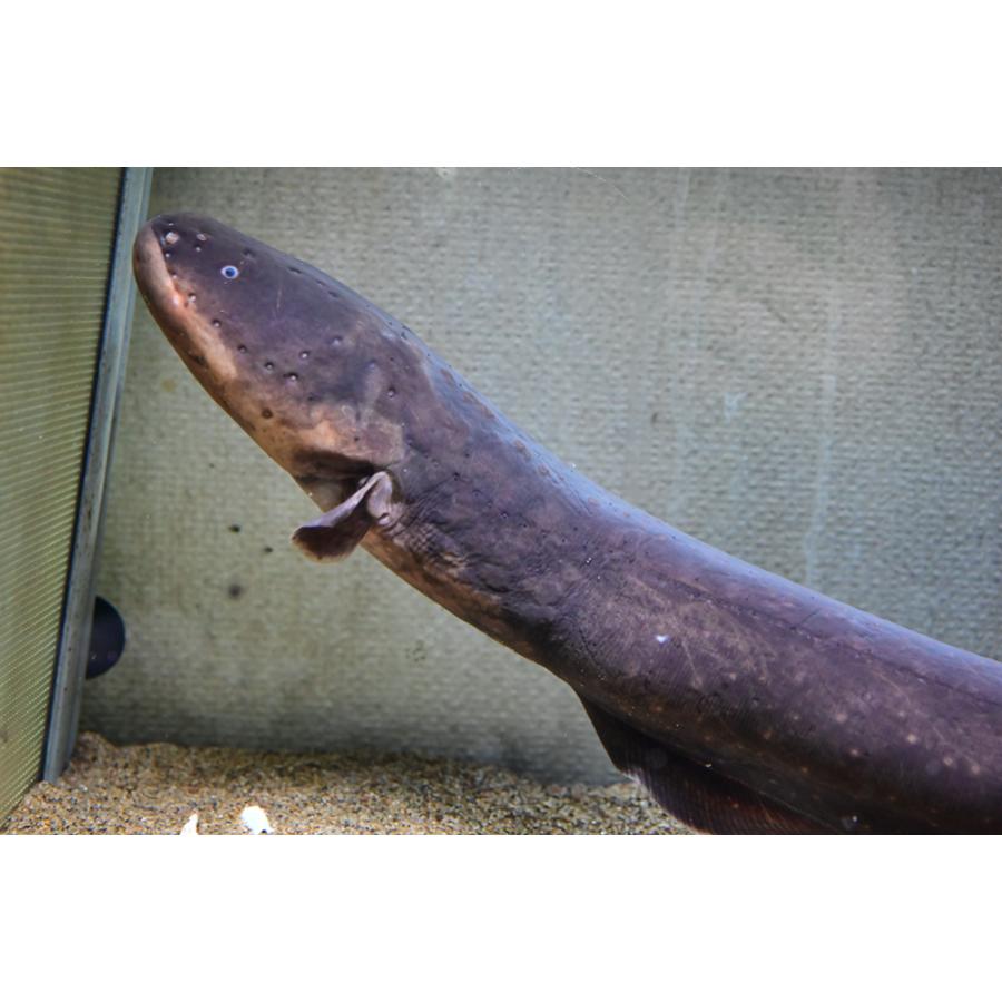 デンキウナギ ”ペルー” 98-99cm : WORLD RIVERS net - 通販 - Yahoo!ショッピング