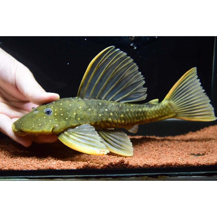 ゴールデンアンジェリカスプレコ 23-24cm : WORLD RIVERS net - 通販 - Yahoo!ショッピング