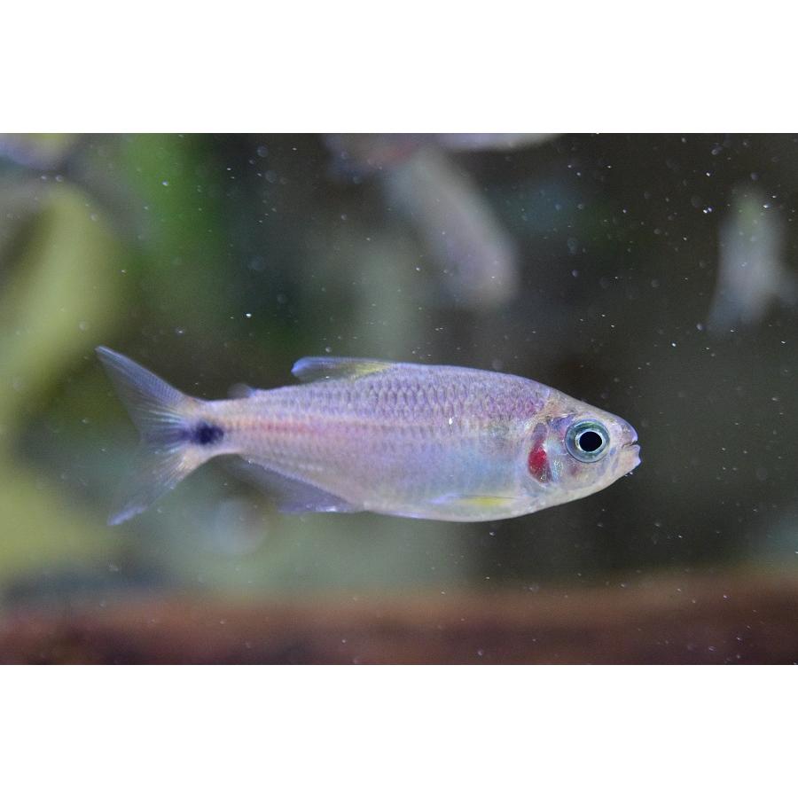 ブリコナメリクスcf.エンペラドール ”コロンビア/オリノコ川” 7-8cm : WORLD RIVERS net - 通販 - Yahoo!ショッピング