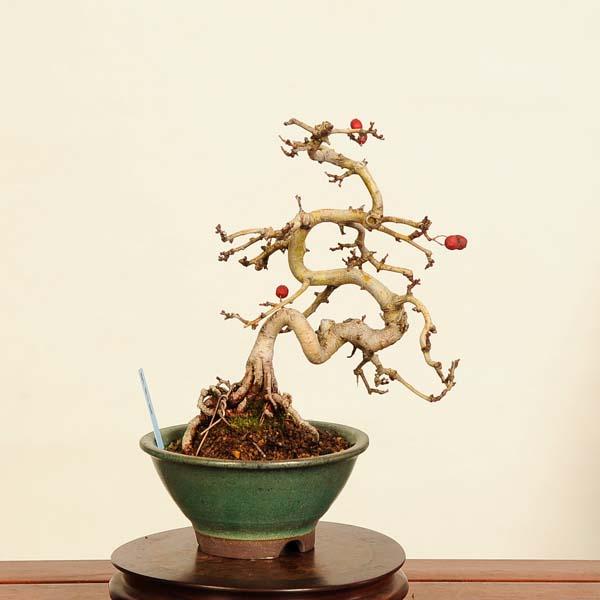盆栽：実成山査子 現品* さんざし サンザシ Crataegus cuneata Sanzashi bonsai 小品盆栽 : 遊恵盆栽 Yahoo!店 - 通販 - Yahoo!ショッピング