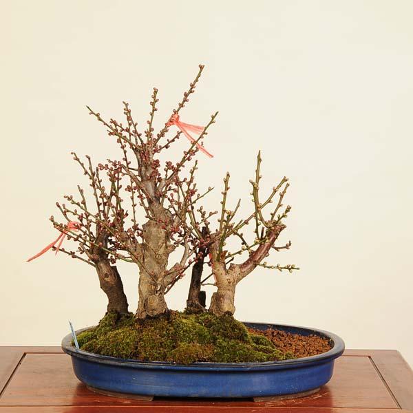 盆栽：紅梅白梅寄せ現品*うめ ウメ Prunus mume bonsai 中品盆栽 : 遊恵盆栽 Yahoo!店 - 通販 - Yahoo!ショッピング