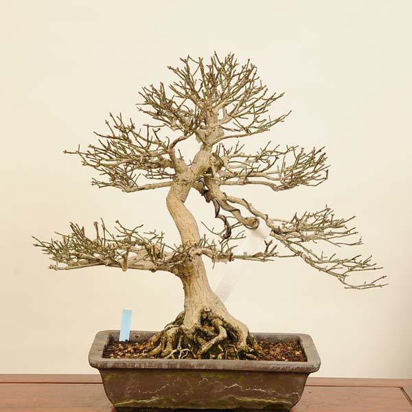 盆栽 特選：錦木（ニシキギ）*現品 にしきぎ Euonymus alatus Nishikigii bonsai 中品盆栽 : 遊恵盆栽 Yahoo!店 - 通販 - Yahoo!ショッピング