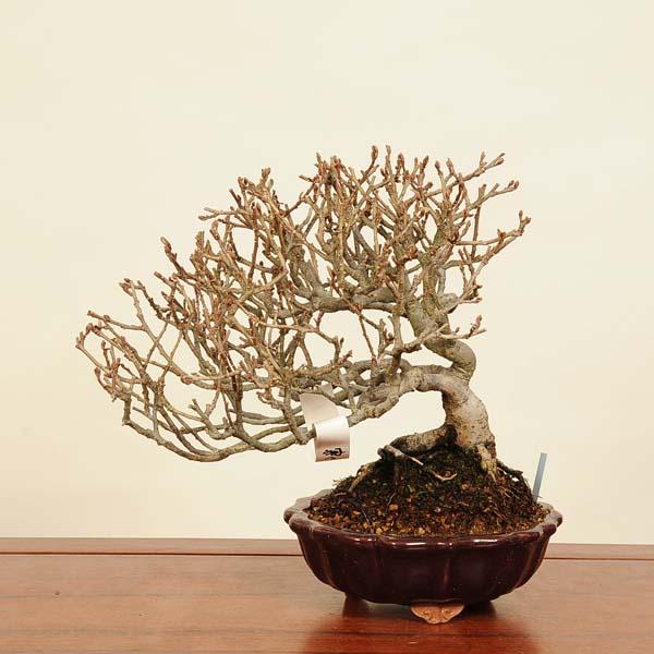 盆栽 特選：寒ぐみ 現品*カングミ Kangumi bonsai Elaeagnus 中品盆栽 : 遊恵盆栽 Yahoo!店 - 通販 - Yahoo!ショッピング
