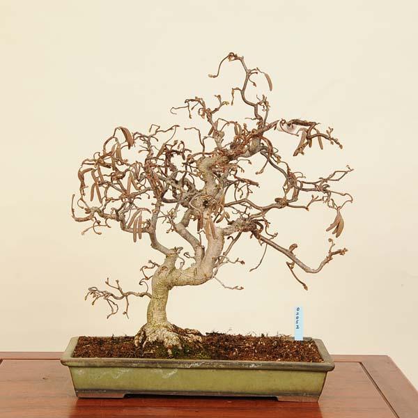 盆栽 特選：雲竜榛 現品*はしばみ ハシバミ Hashimi bonsai 中品盆栽 : 遊恵盆栽 Yahoo!店 - 通販 - Yahoo!ショッピング