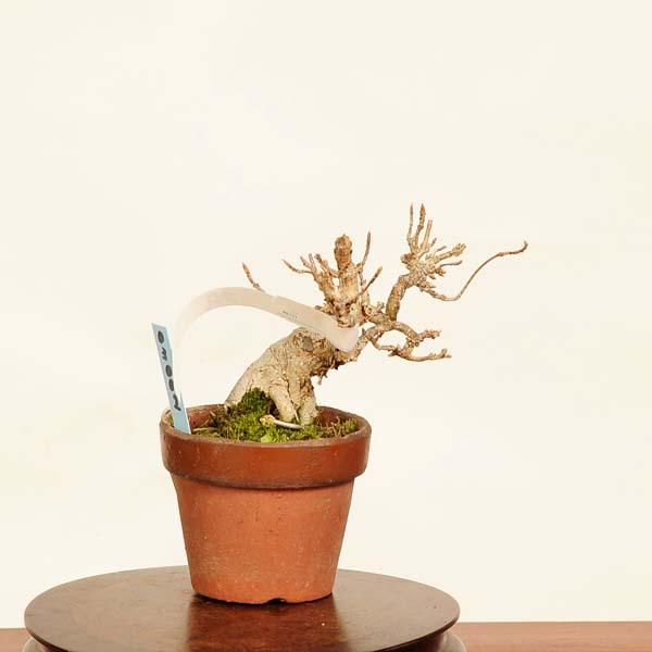 盆栽：楓 現品*かえで カエデ Kaede bonsai Acer ミニ盆栽 : 遊恵盆栽 Yahoo!店 - 通販 - Yahoo!ショッピング