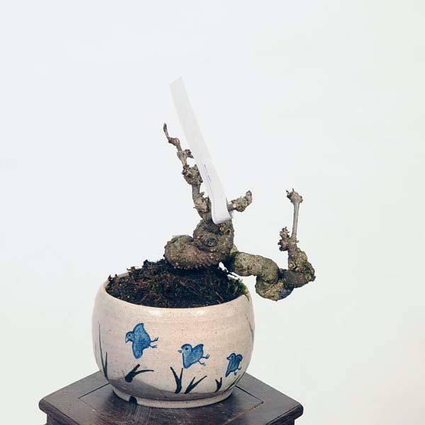 盆栽：木通(あけび) 現品*アケビ Akebi bonsai Akebia quinata 小品盆栽 : 遊恵盆栽 Yahoo!店 - 通販 - Yahoo!ショッピング