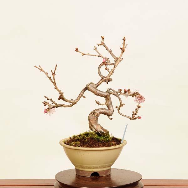 盆栽：十月桜 *現品 さくら サクラ Jyuugatsusakura bonsai 小品盆栽 : 遊恵盆栽 Yahoo!店 - 通販 - Yahoo!ショッピング