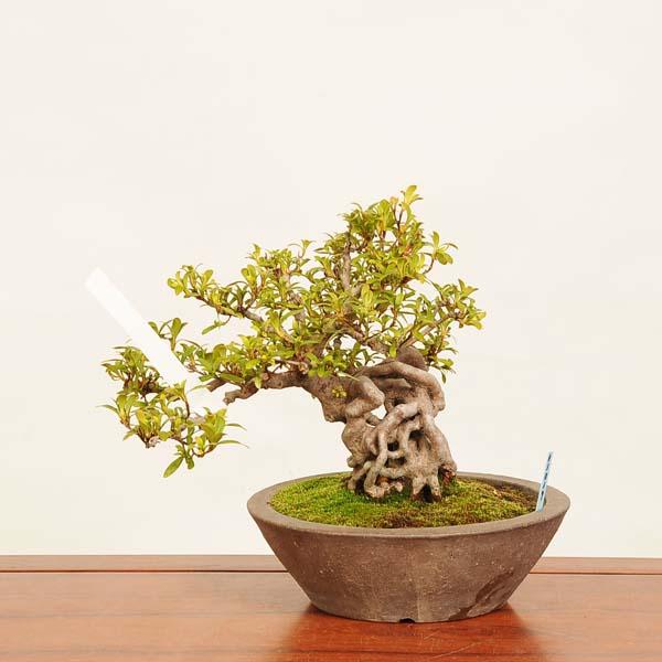 盆栽 特選：皐月 現品*さつき サツキ Satsuki bonsai 中品盆栽 : 遊恵盆栽 Yahoo!店 - 通販 - Yahoo!ショッピング