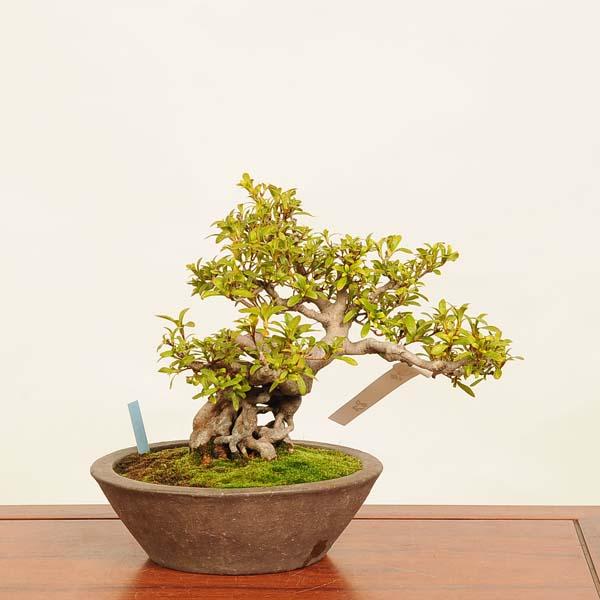 盆栽 特選：皐月 現品*さつき サツキ Satsuki bonsai 中品盆栽 : 遊恵盆栽 Yahoo!店 - 通販 - Yahoo!ショッピング