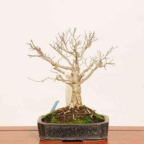 盆栽：欅(けやき) 現品*ケヤキ Zelkova serrata Keyaki bonsai 中品盆栽 : 遊恵盆栽 Yahoo!店 - 通販 - Yahoo!ショッピング