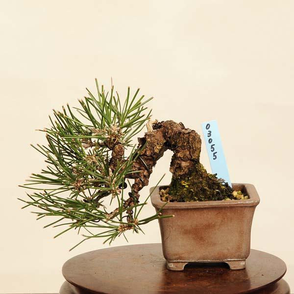 盆栽 特選：三河黒松*現品 くろまつ クロマツ Kuromatsu bonsai ミニ盆栽 : 遊恵盆栽 Yahoo!店 - 通販 - Yahoo!ショッピング