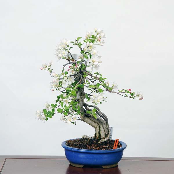 盆栽：深山かいどう現品*海棠 カイドウ Miyanakaidou bonsai 中品盆栽 :04035-24vo:遊恵盆栽 Yahoo!店 - 通販 - Yahoo!ショッピング