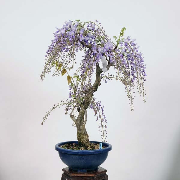 中品盆栽：一才藤 現品 *ふじ フジ Fuji : 遊恵盆栽 Yahoo!店 - 通販 - Yahoo!ショッピング