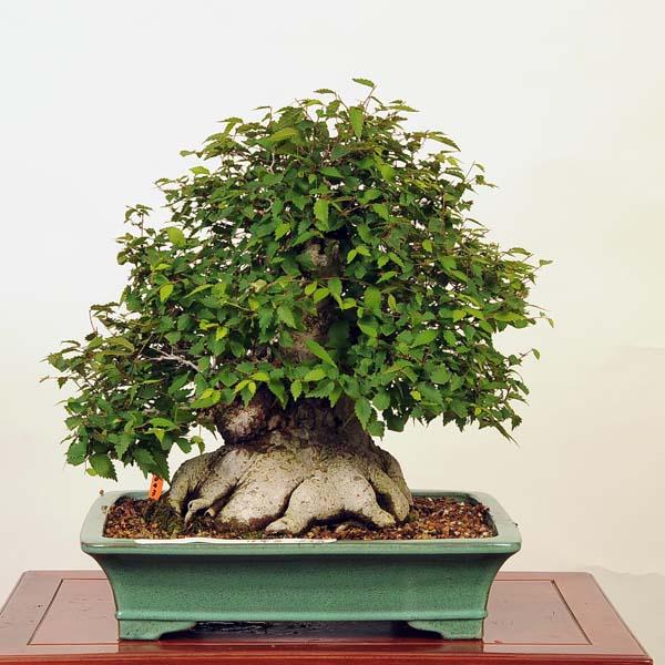 盆栽 特選：欅(けやき) 現品*ケヤキ Zelkova serrata Keyaki bonsai 中品盆栽 : 遊恵盆栽 Yahoo!店 - 通販 - Yahoo!ショッピング