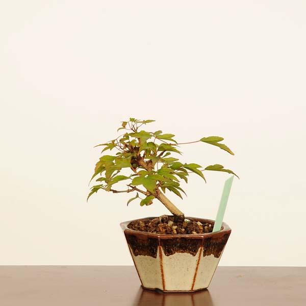 盆栽：楓 *現品 一点物 かえで カエデ Kaede bonsai Acer ミニ盆栽 : 遊恵盆栽 Yahoo!店 - 通販 - Yahoo!ショッピング