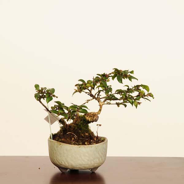 盆栽：百日紅*現品 一点物 さるすべり サルスベリ sarusuberi bonsai ミニ盆栽 : 遊恵盆栽 Yahoo!店 - 通販 - Yahoo!ショッピング