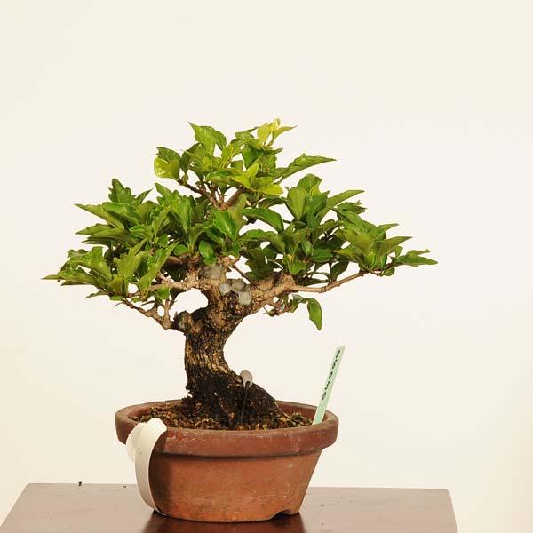 盆栽：におい楓*現品 一点物 かえで カエデ Kaede bonsai 小品盆栽 : 遊恵盆栽 Yahoo!店 - 通販 - Yahoo!ショッピング