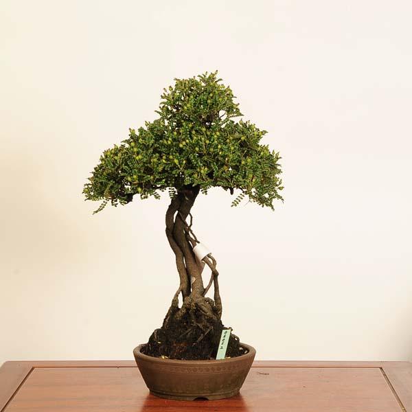 盆栽：磯山椒(いそざんしょう)*現品 一点物 サンショウ Isozansyo bonsai 中品盆栽 : 遊恵盆栽 Yahoo!店 - 通販 - Yahoo!ショッピング