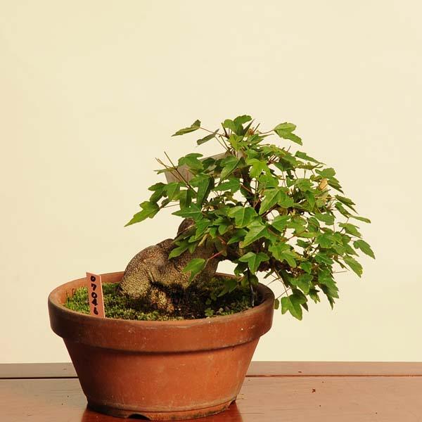 盆栽 特選：楓 現品*かえで カエデ Kaede bonsai Acer 中品盆栽 : 07046-24vs : 遊恵盆栽 Yahoo!店 - 通販 - Yahoo!ショッピング