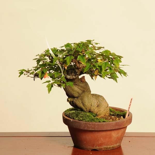 盆栽 特選：楓 現品*かえで カエデ Kaede bonsai Acer 中品盆栽 : 遊恵盆栽 Yahoo!店 - 通販 - Yahoo!ショッピング