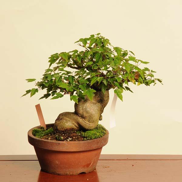 盆栽 特選：楓 現品*かえで カエデ Kaede bonsai Acer 中品盆栽 : 遊恵盆栽 Yahoo!店 - 通販 - Yahoo!ショッピング
