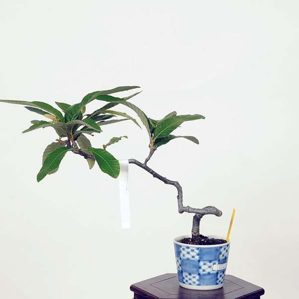 盆栽：小楢（こなら・コナラ）*現品 konara bonsai 小品盆栽 : 遊恵盆栽 Yahoo!店 - 通販 - Yahoo!ショッピング