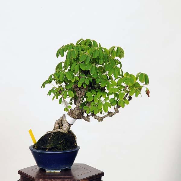 盆栽：木通 あけび* 現品 アケビ akebi bonsai 小品盆栽 : 遊恵盆栽 Yahoo!店 - 通販 - Yahoo!ショッピング