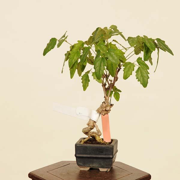 盆栽：三つ葉木通(あけび)* 現品 アケビ akebi bonsai 小品盆栽 : 遊恵盆栽 Yahoo!店 - 通販 - Yahoo!ショッピング