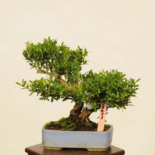 盆栽：台湾つげ 現品*タイワンツゲ Tsuge bonsai 小品盆栽 : 遊恵盆栽 Yahoo!店 - 通販 - Yahoo!ショッピング