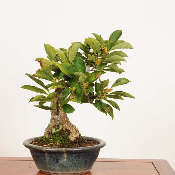 盆栽 特選：姫こぶし*現品 一点物 コブシ kobushi bonsai 中品盆栽 : 遊恵盆栽 Yahoo!店 - 通販 - Yahoo!ショッピング