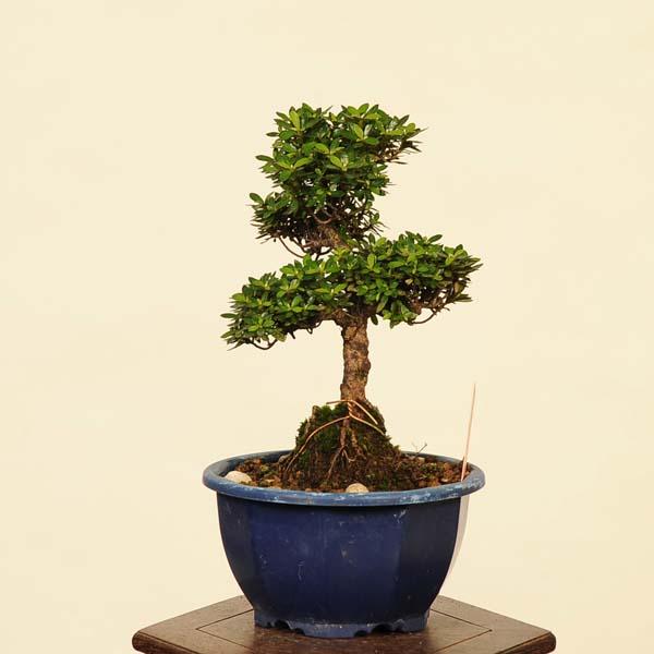 盆栽：早乙女さつき 現品*皐月 サツキ satsuki bonsai 小品盆栽 : 遊恵盆栽 Yahoo!店 - 通販 - Yahoo!ショッピング