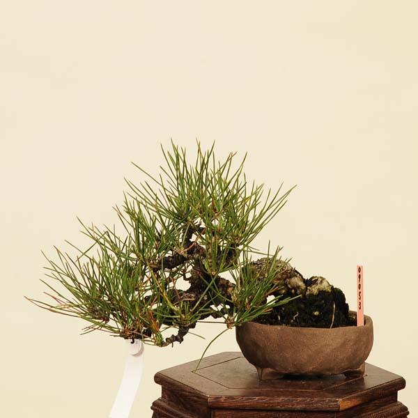 盆栽 特選：三河黒松*現品 くろまつ クロマツ Kuromatsu bonsai 小品盆栽 : 09053-24vs : 遊恵盆栽 Yahoo!店 - 通販 - Yahoo!ショッピング