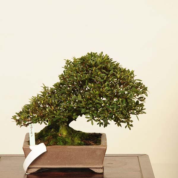 盆栽 特選：皐月(日光)現品*さつき サツキ Rhododendron indicum Satsuki bonsai 中品盆栽 : 遊恵盆栽 Yahoo!店 - 通販 - Yahoo!ショッピング