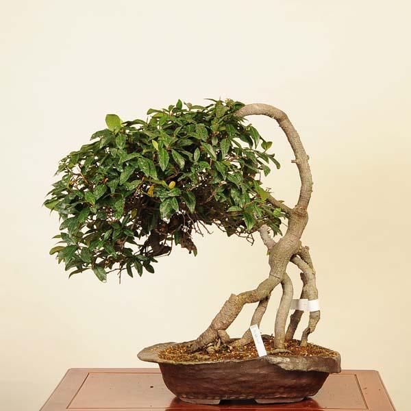 盆栽 特選：テイカカズラ 現品* ていかかずら Kazura bonsai Trachelospermum asiaticum 中品盆栽 : 遊恵盆栽 Yahoo!店 - 通販 - Yahoo ...