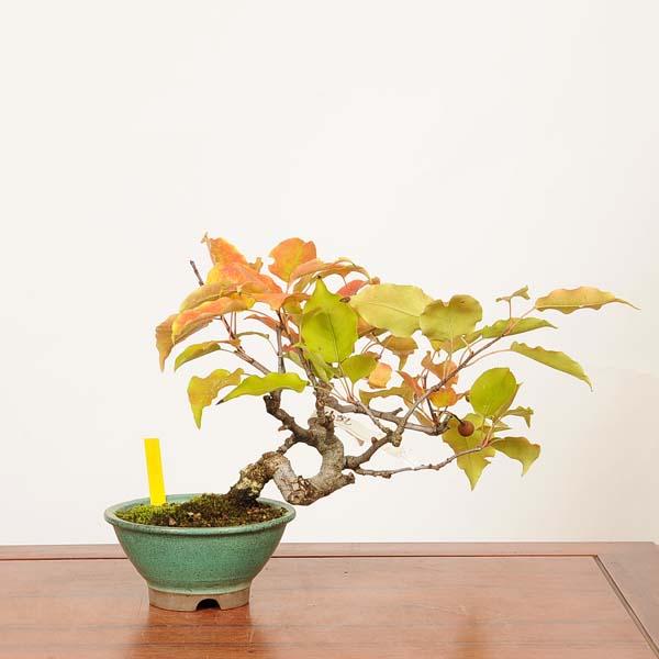 盆栽：小梨(こなし) 現品*一点物 コナシ konashi Malus toringo 小品盆栽 : 遊恵盆栽 Yahoo!店 - 通販 ...