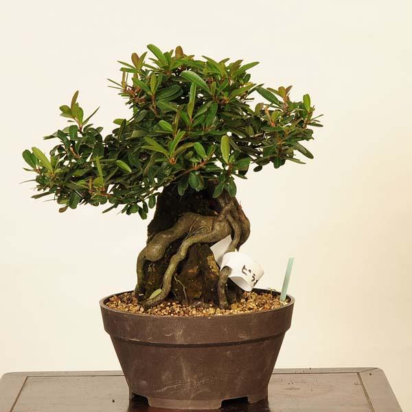盆栽：ピラカンサ石付 現品*ぴらかんさ Pyracantha Pirakansa bonsai 中品盆栽 : 遊恵盆栽 Yahoo!店 - 通販 - Yahoo!ショッピング