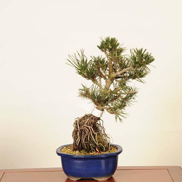 盆栽 ：寿松* 現品 ことぶきまつ クロマツ Kuromatsu bonsai 中品盆栽 : 12045-24vg : 遊恵盆栽 Yahoo!店 - 通販 - Yahoo!ショッピング
