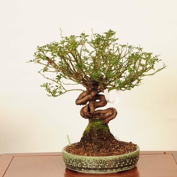盆栽：雅薔薇 現品*みやびばら ミヤビバラ miyabibara bonsai 中品盆栽 : 遊恵盆栽 Yahoo!店 - 通販 - Yahoo!ショッピング